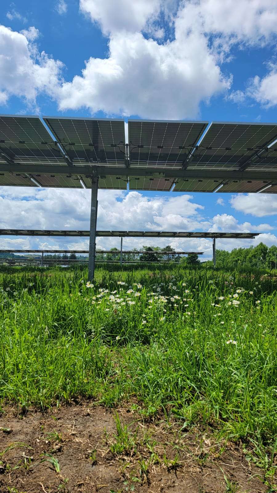 The Ultimate Guide to Community Solar